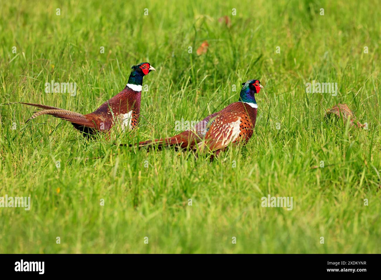Chestnut neck ring hi-res stock photography and images - Alamy