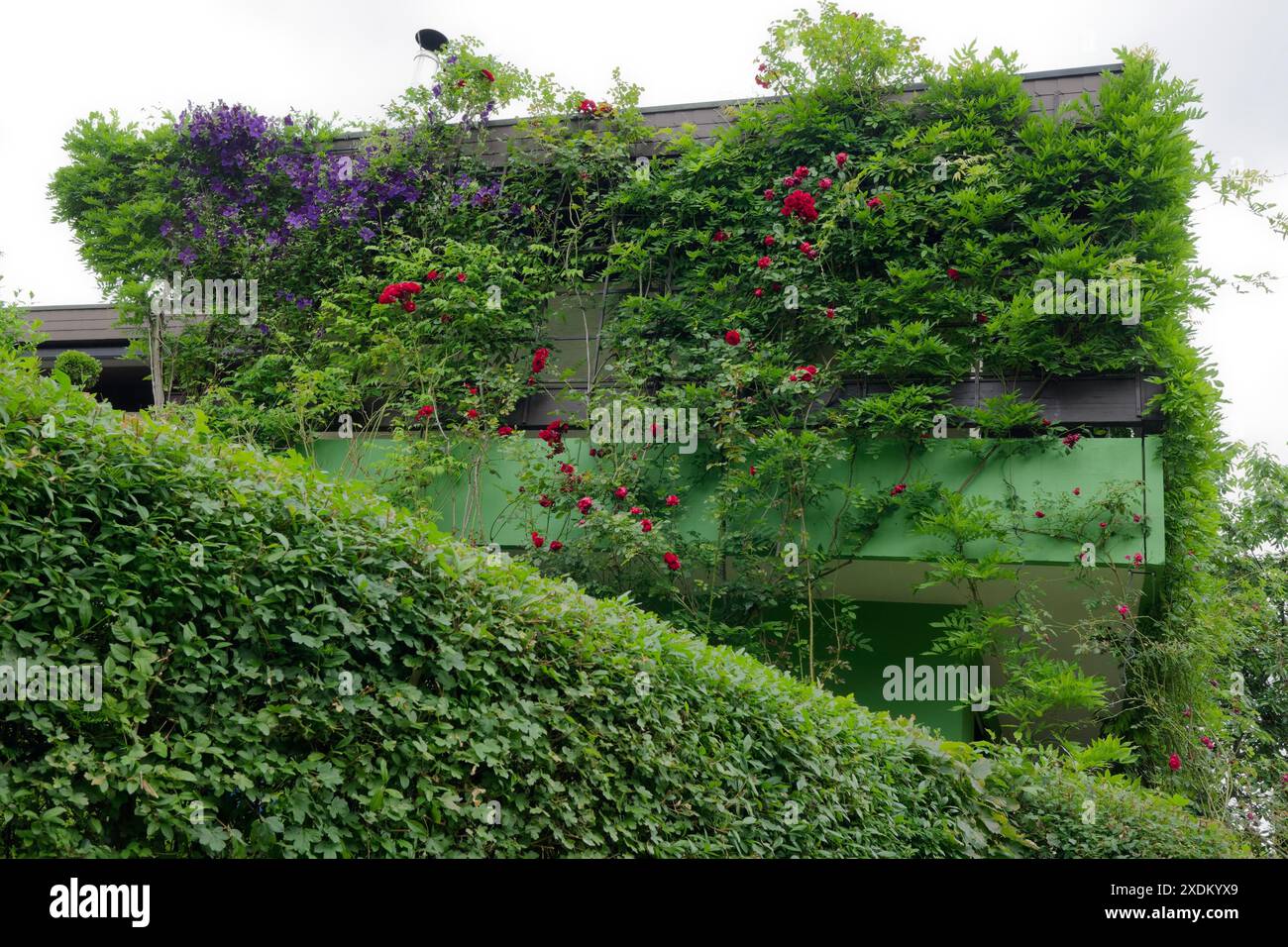 Clematis house hi-res stock photography and images - Alamy