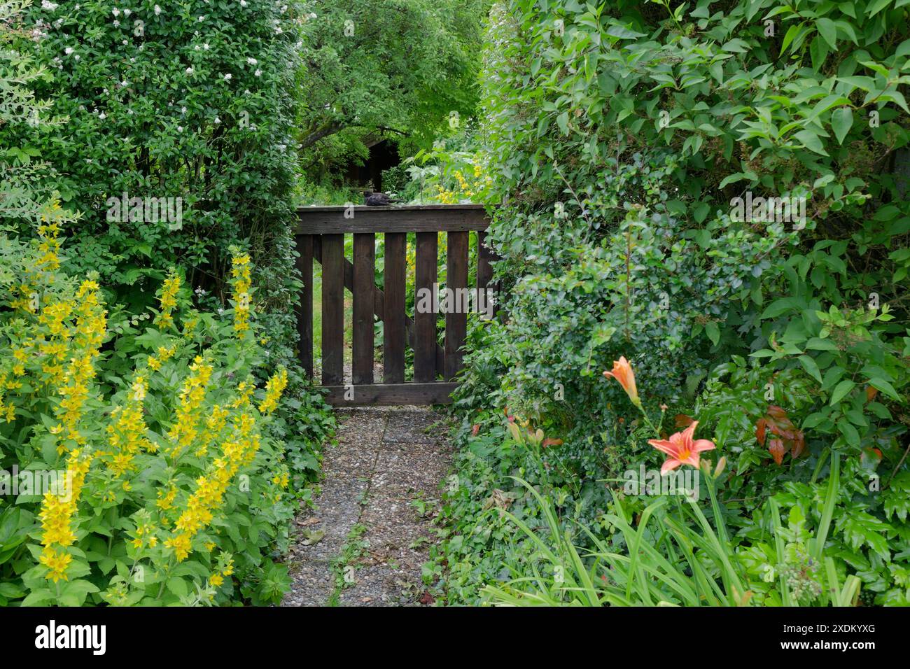 Green garden oasis, biodiversity, garden, ecology, garden gate ...