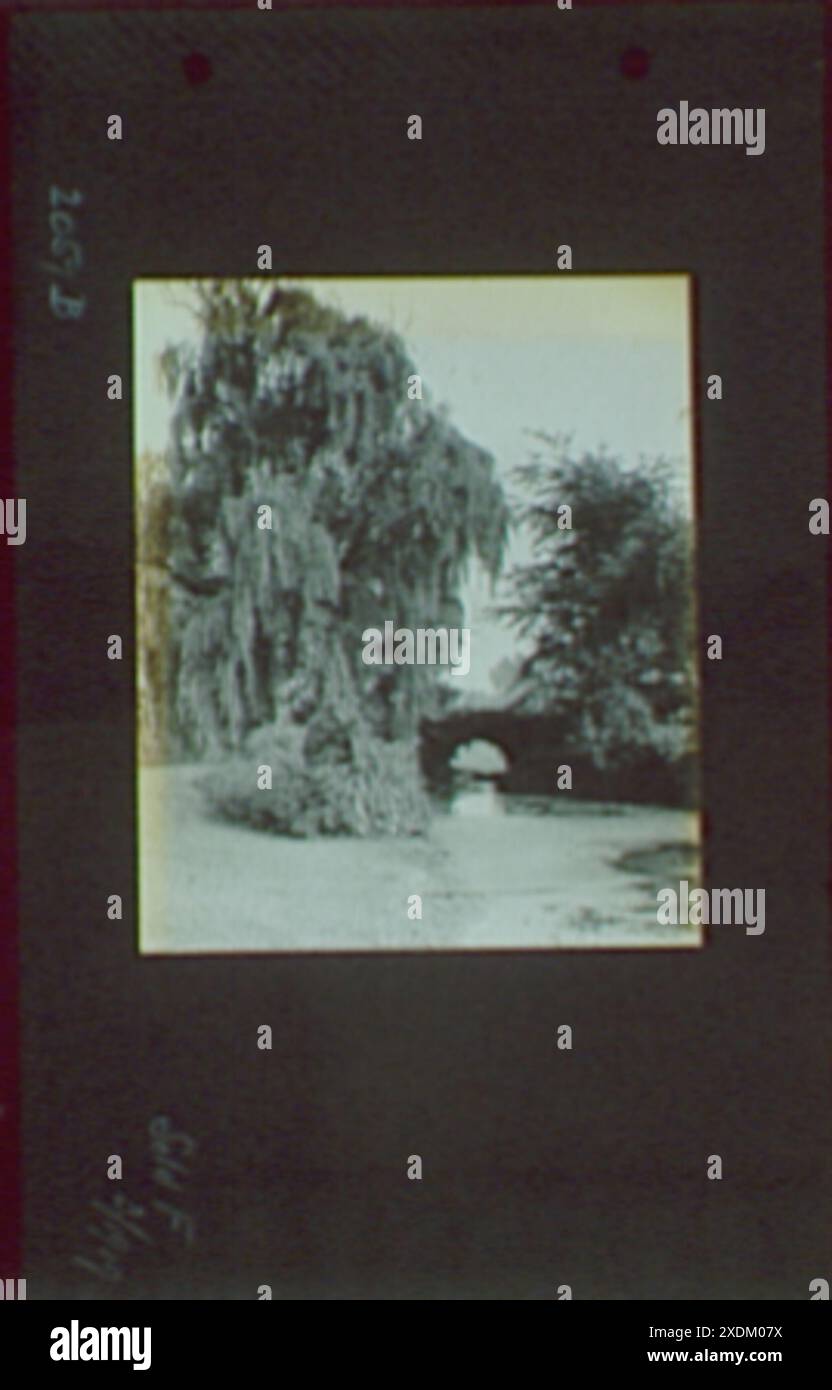 1917-1918, reference prints from negatives. Weeping willow, vertical ...