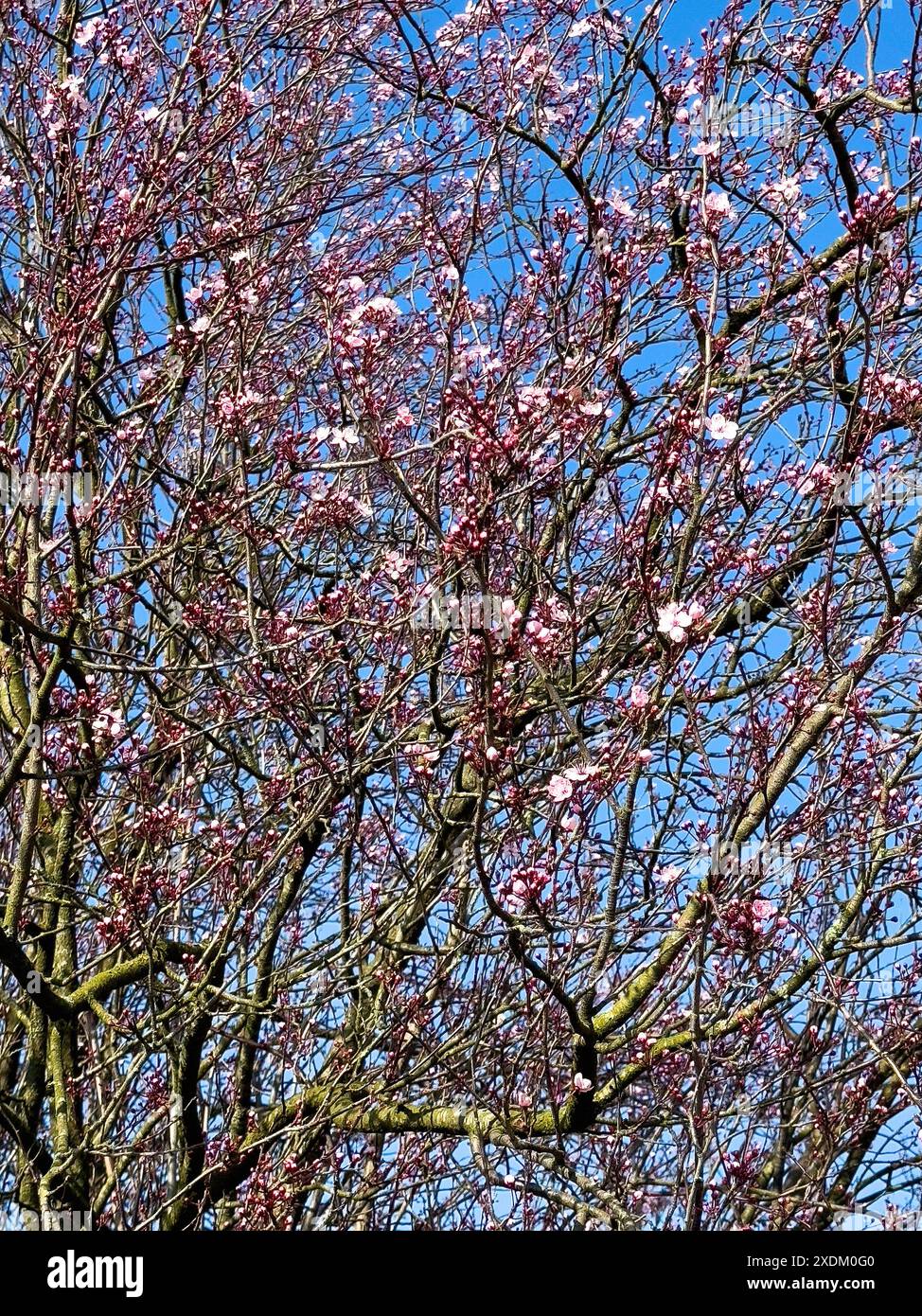 Red-leaved beech copper beech (Fagus sylvatica Atropurpurea) Purple ...