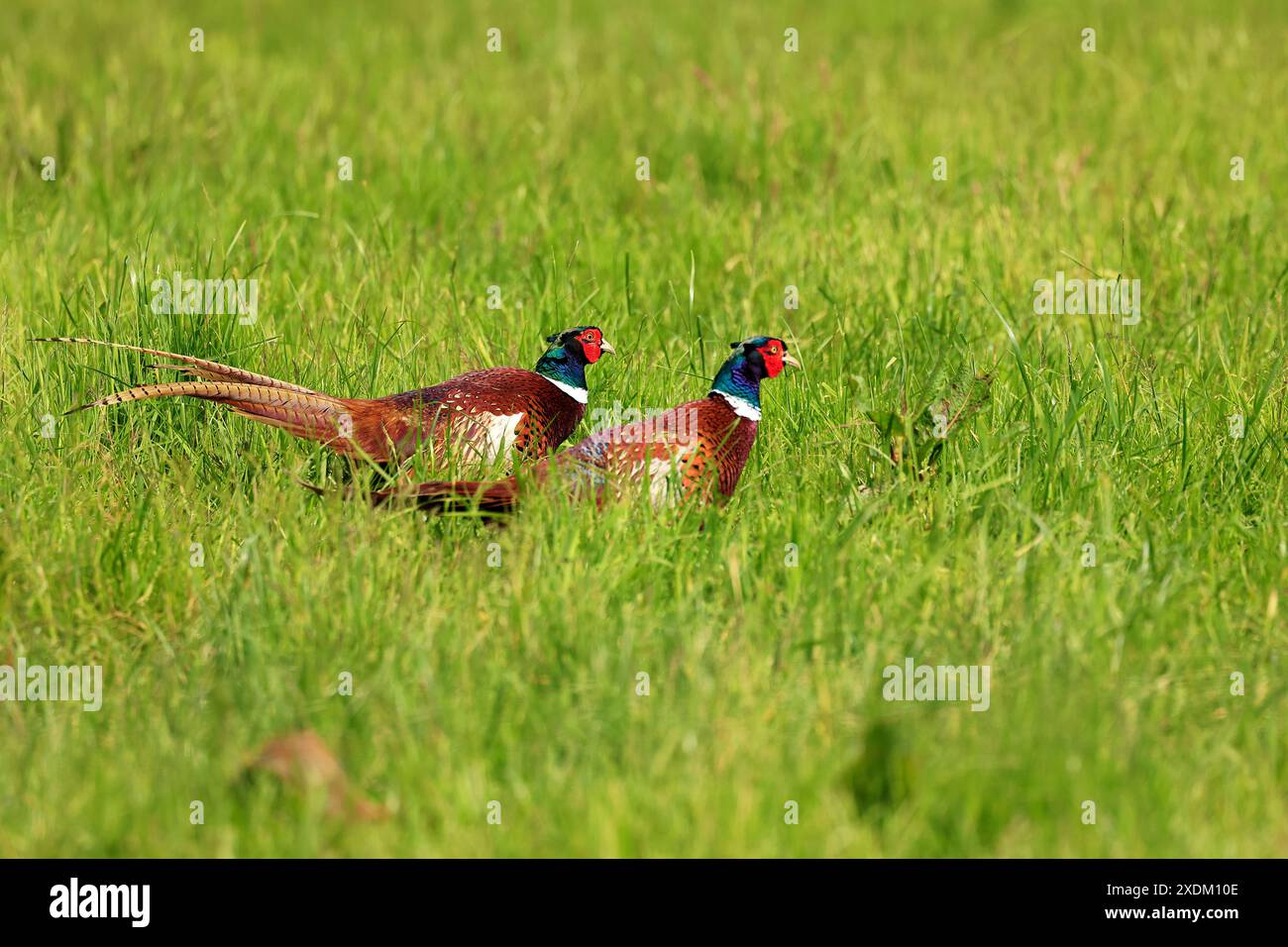 Common Ring-necked pheasants strutting together are a beautiful sight Stock Photo - Alamy