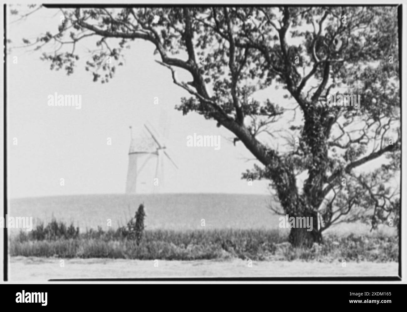 Gardiners Island, New York. Windmill through tree. Gottscho-Schleisner ...