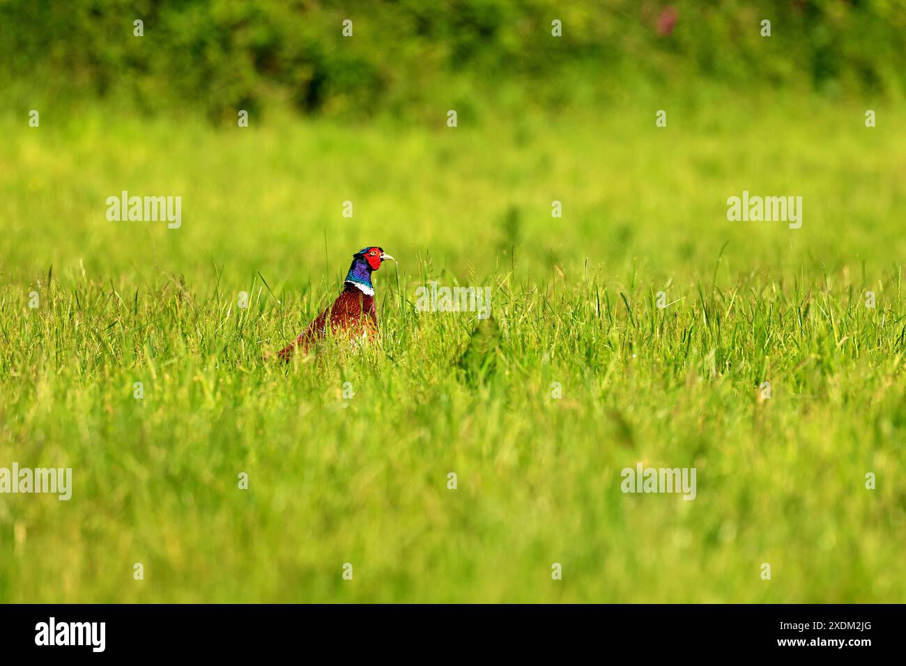 Common Ring-necked pheasants strutting together are a beautiful sight ...