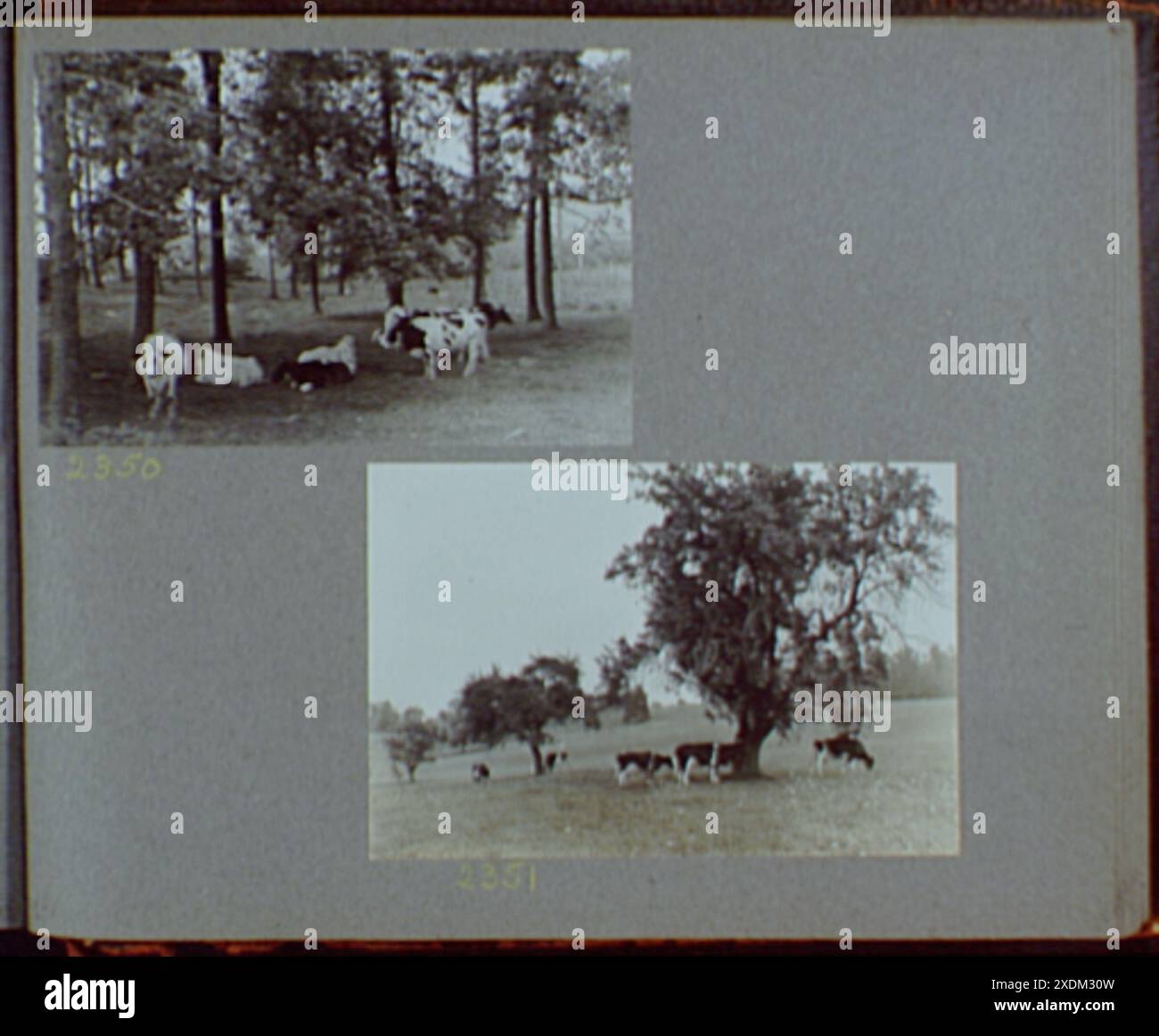 Reference prints, 1919-1920, numbers 2133-2377. Cows resting under ...