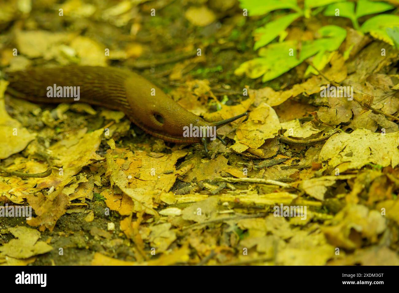 spanish slug arion ater mördarsnigel snail killer garden snigel ...