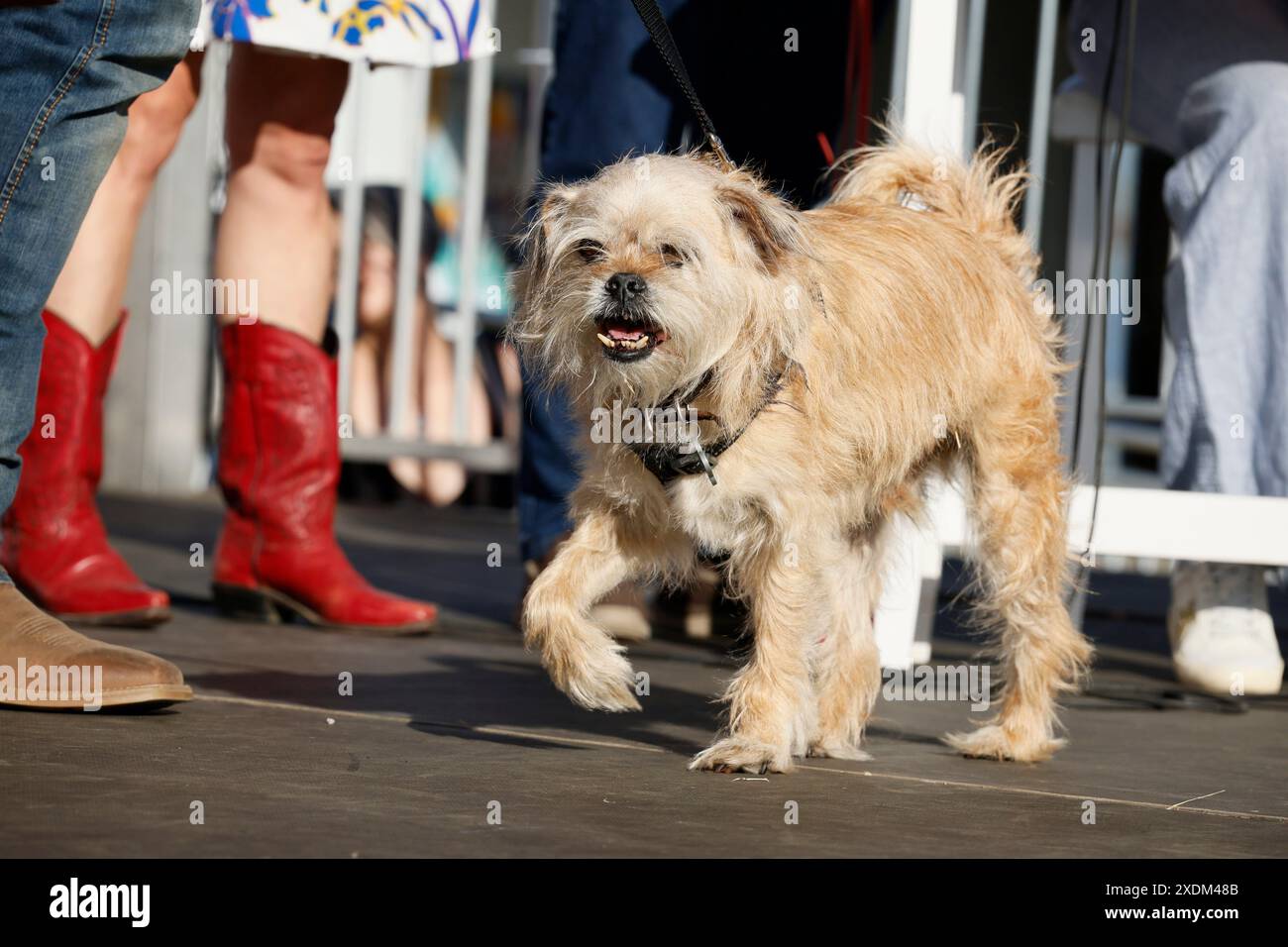 Petaluma, California, USA. 21st June, 2024. “Freddie Mercury” a ...