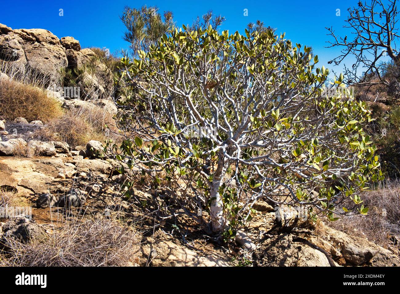 A kurrajong tree (Brachychiton populneus) in the arid outback of Cape ...