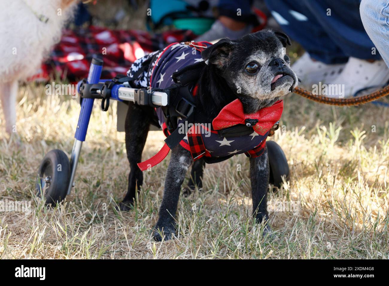 Petaluma, California, USA. 21st June, 2024. “Rome,” the 2nd place ...