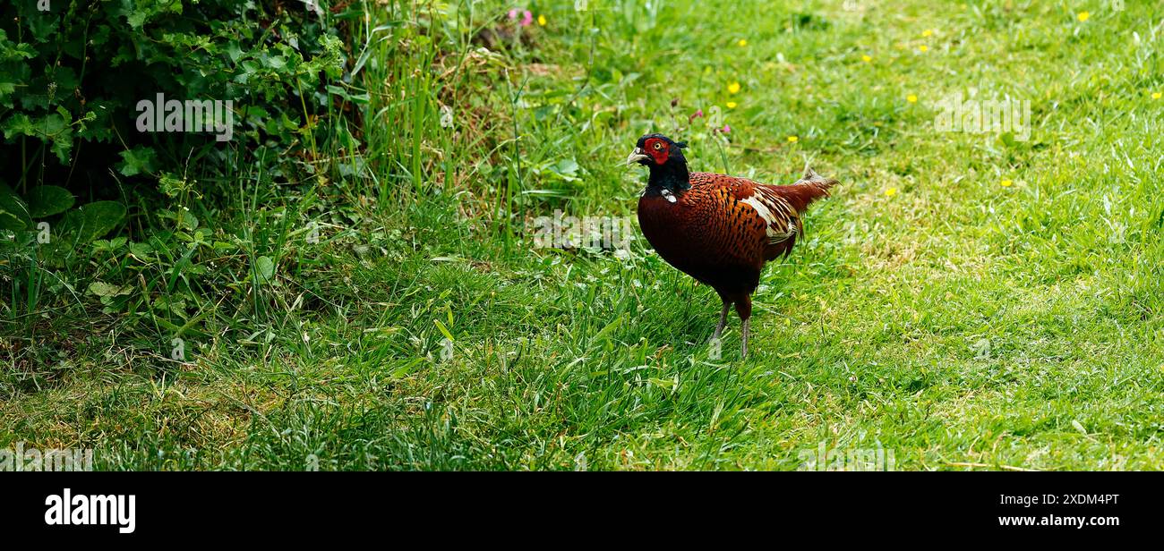 Common Ring-necked pheasants strutting together are a beautiful sight ...