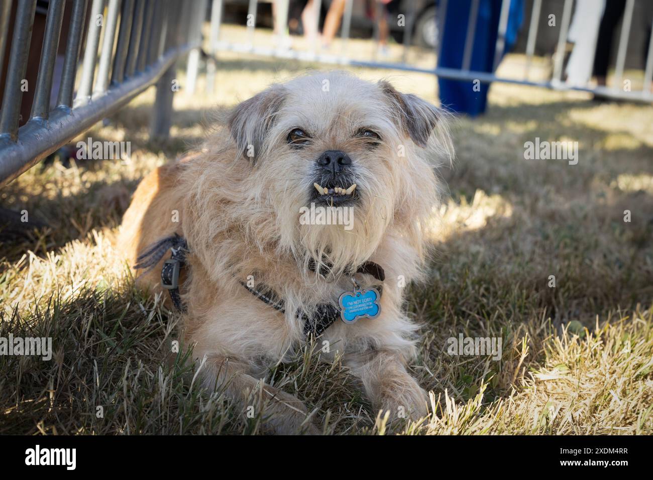 Petaluma, California, USA. 21st June, 2024. “Freddie Mercury” a ...