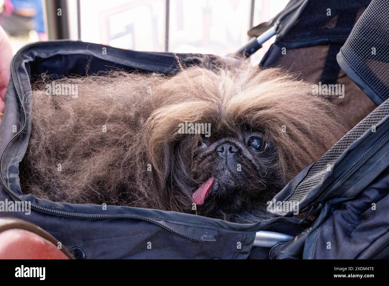 Petaluma, California, USA. 21st June, 2024. "Wild Thang,” winner of the ...