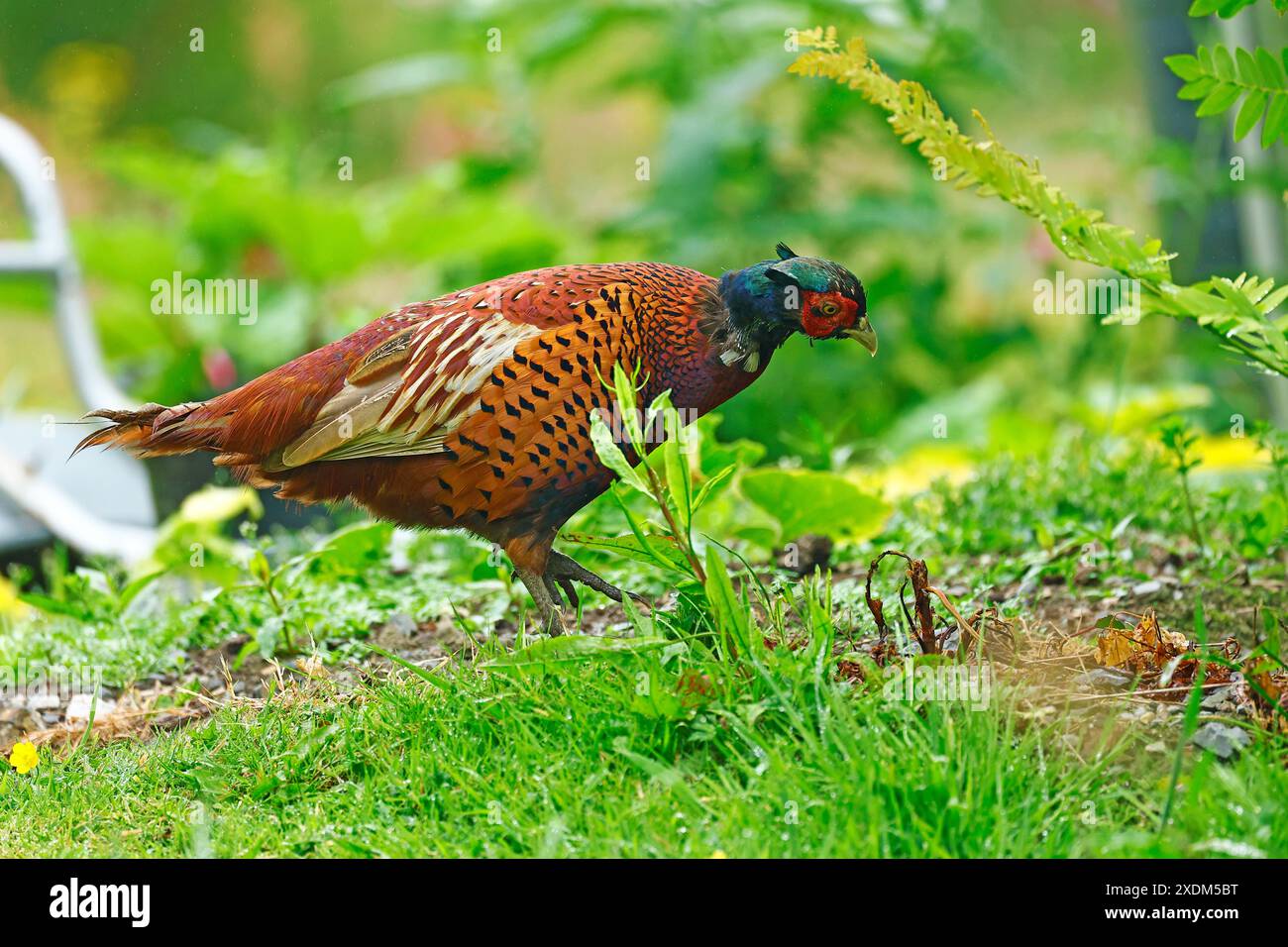 Common Ring-necked pheasants strutting together are a beautiful sight Stock Photo - Alamy