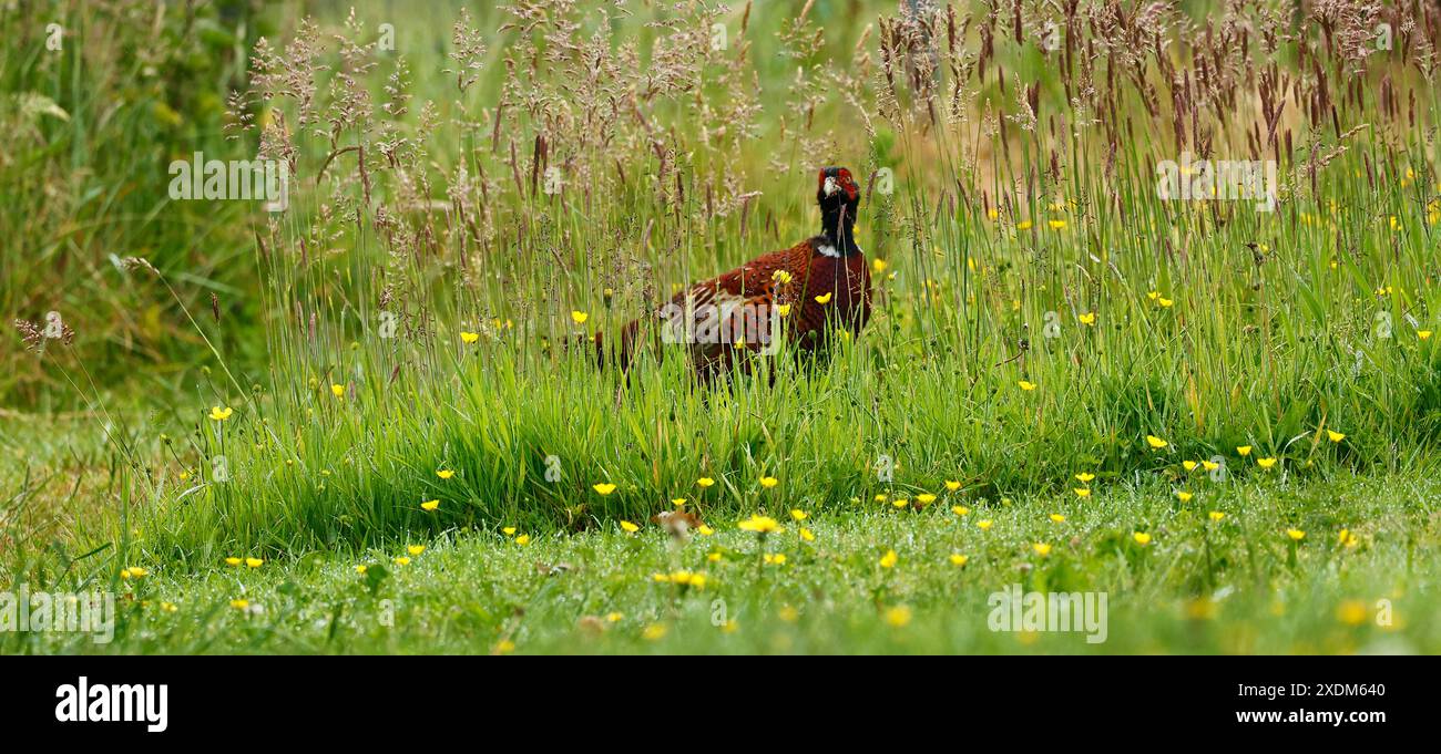 Common Ring-necked pheasants strutting together are a beautiful sight ...