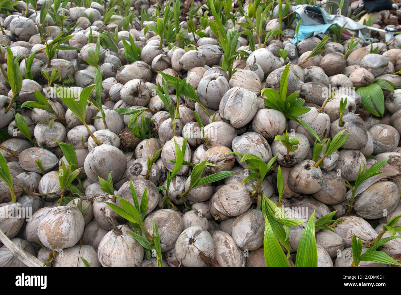 Gekeimte Kokosnüsse, Früchte der Kokospalme Cocos nucifera, Koh Samui, Thailand *** Coconut ...