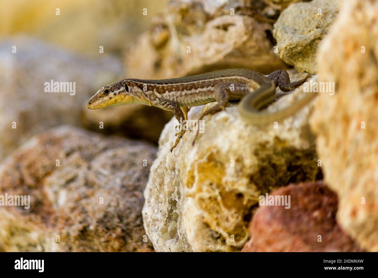 wild lizard on the rock formation looking at the camera Stock Photo - Alamy