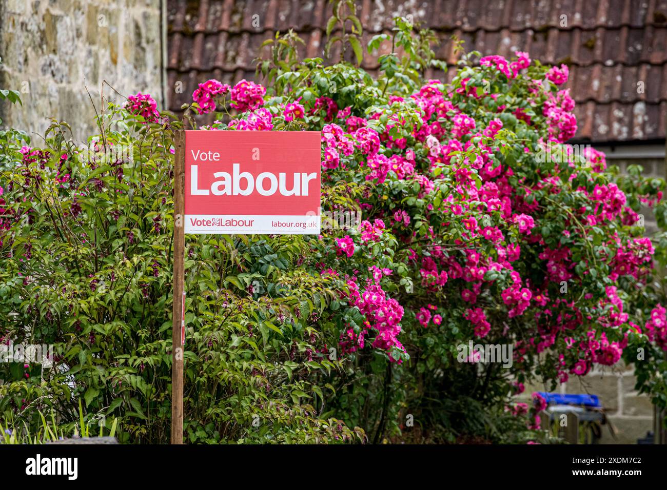 Labour rose hi-res stock photography and images - Alamy