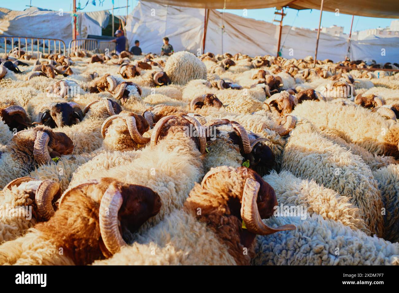 a flock of sheep ready for aid al adha in morocco Stock Photo - Alamy