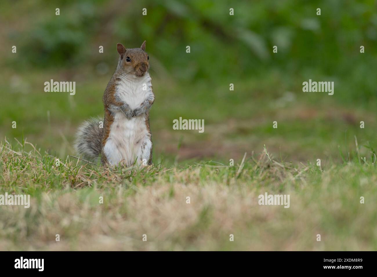 Front facing squirrel hi-res stock photography and images - Alamy