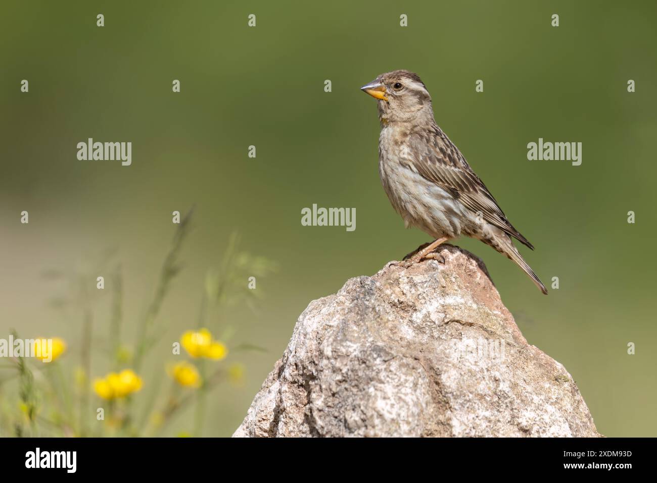 Rock Sparrow (Petronia petronia), small bird, living at high altitudes ...