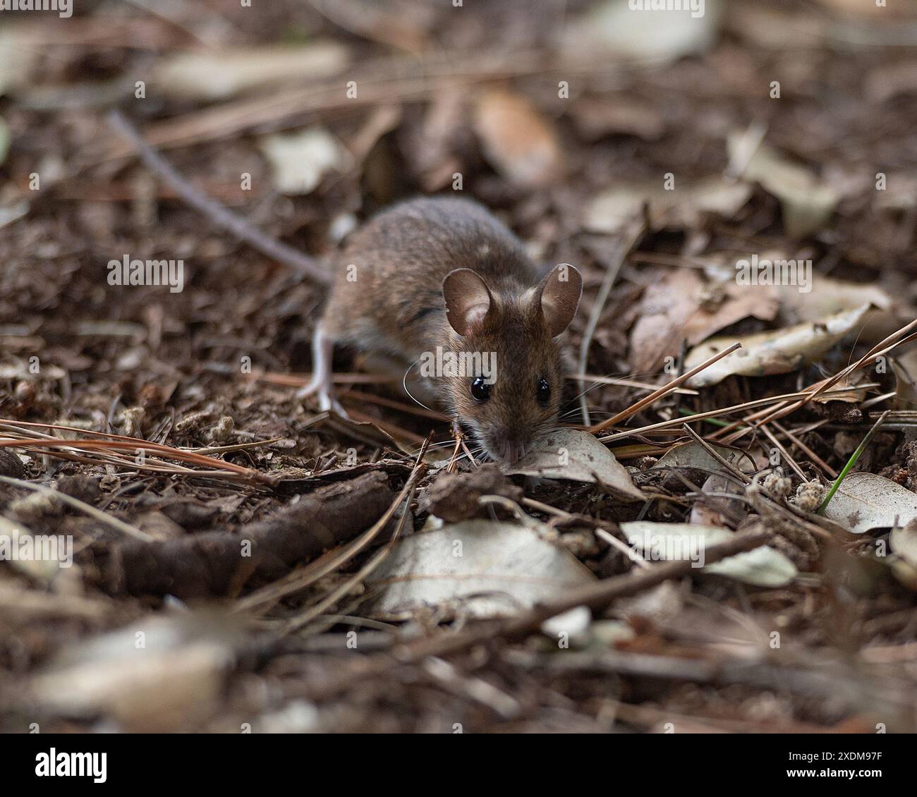 Apodemus sylvaticus, woodmouse Stock Photo - Alamy