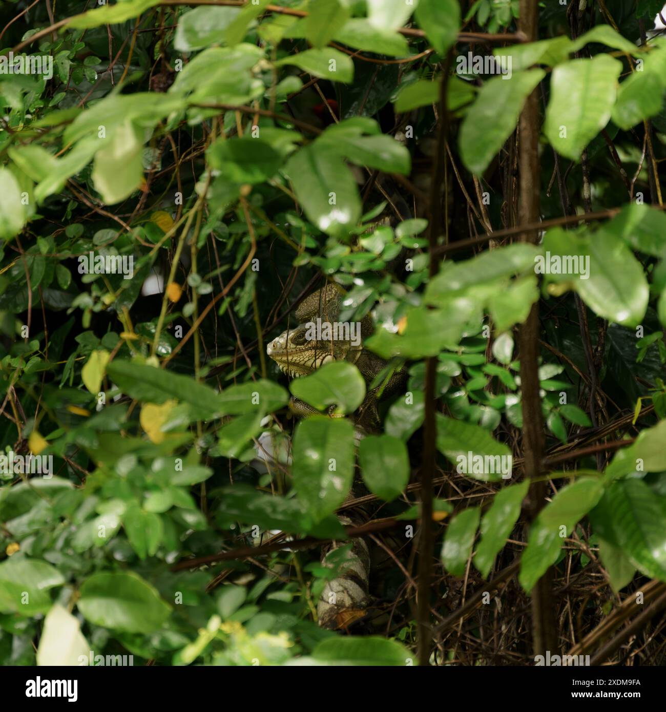 Iguana in a tree Stock Photo - Alamy
