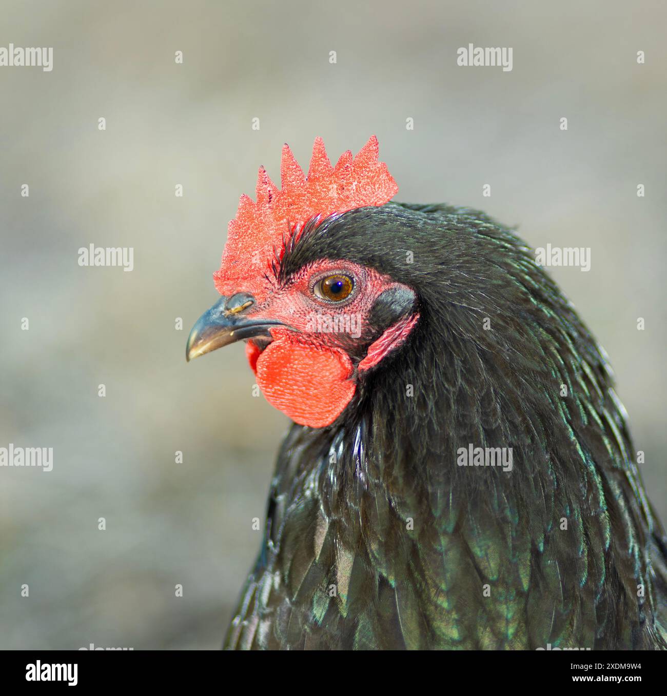 Poultry farming north carolina hi-res stock photography and images - Alamy