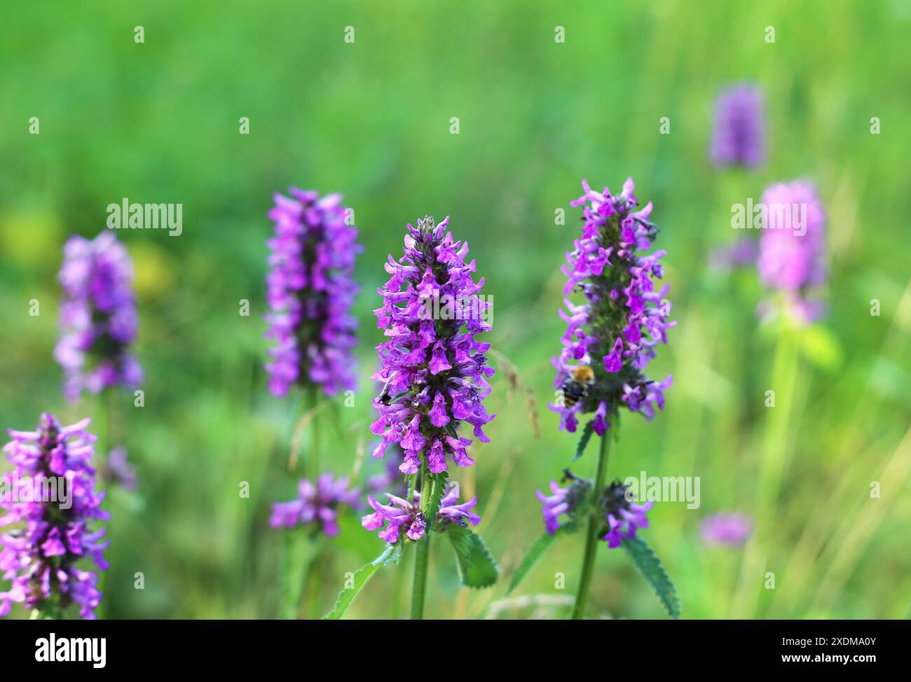 Weeds wildflowers growing in hi-res stock photography and images - Alamy