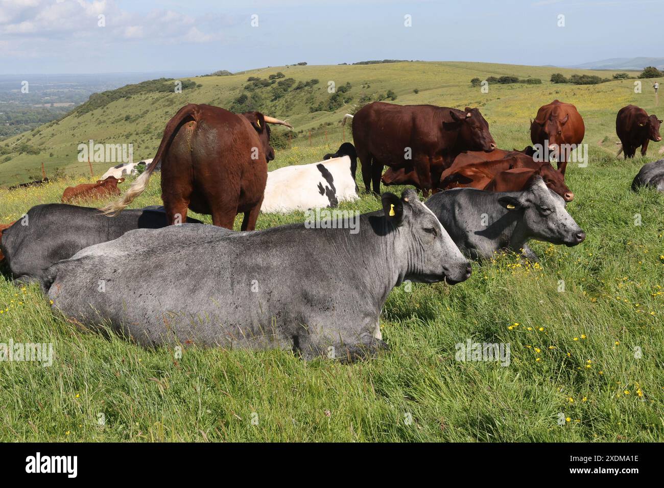 Sussex Cattle at Ditchling Beacon on the South Downs, East Sussex, UK ...