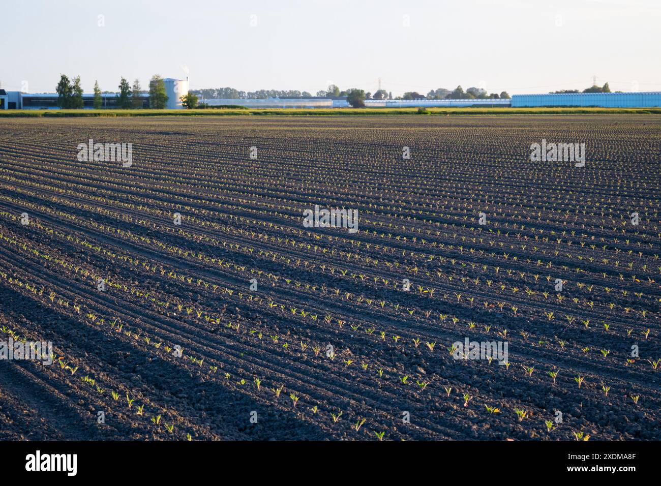 Crop rows view hi-res stock photography and images - Alamy
