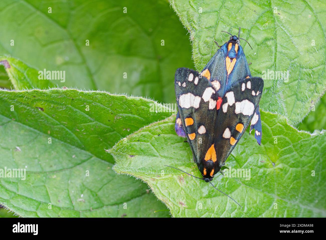 Day flying moths hi-res stock photography and images - Alamy
