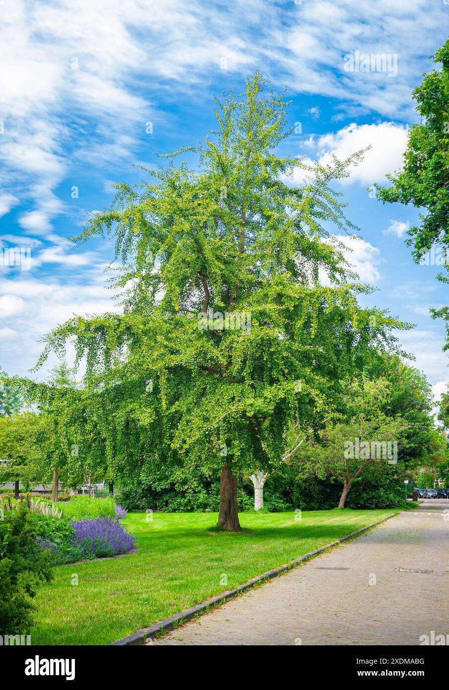 Ginkgo biloba tree trunk hi-res stock photography and images - Alamy