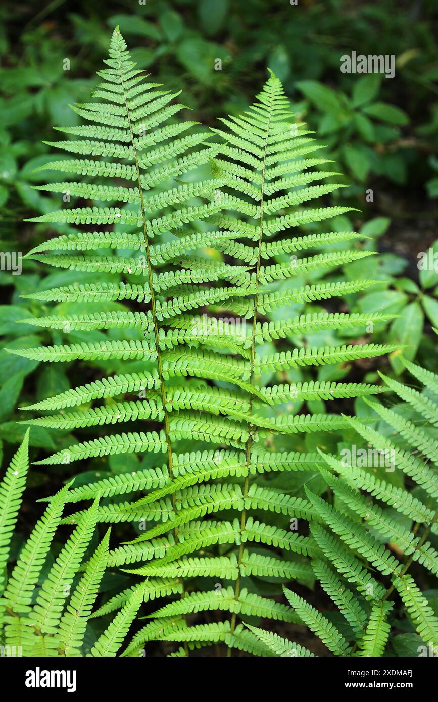 Closeup fern branch in hi-res stock photography and images - Alamy