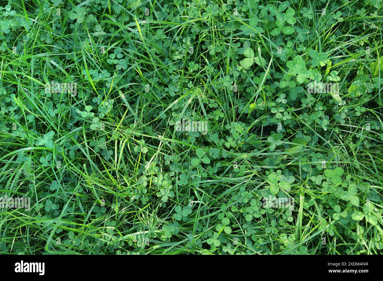 Natural clover leaves background hi-res stock photography and images ...