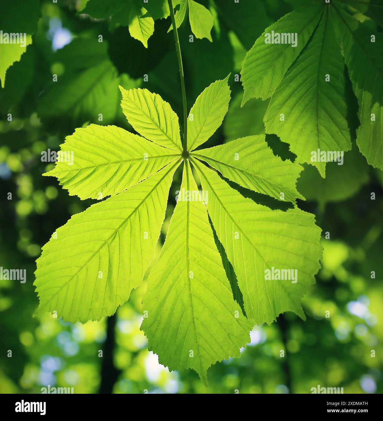 Chestnut leaf close up Stock Photo - Alamy