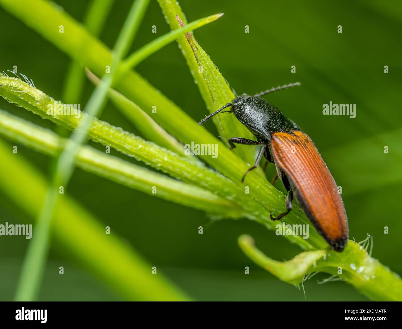 Beetle on a flower hi-res stock photography and images - Alamy