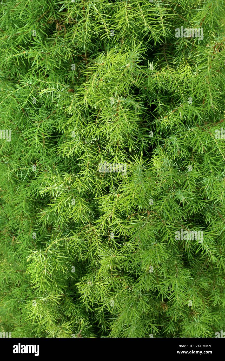 Branches of juniper close up natural background Stock Photo - Alamy