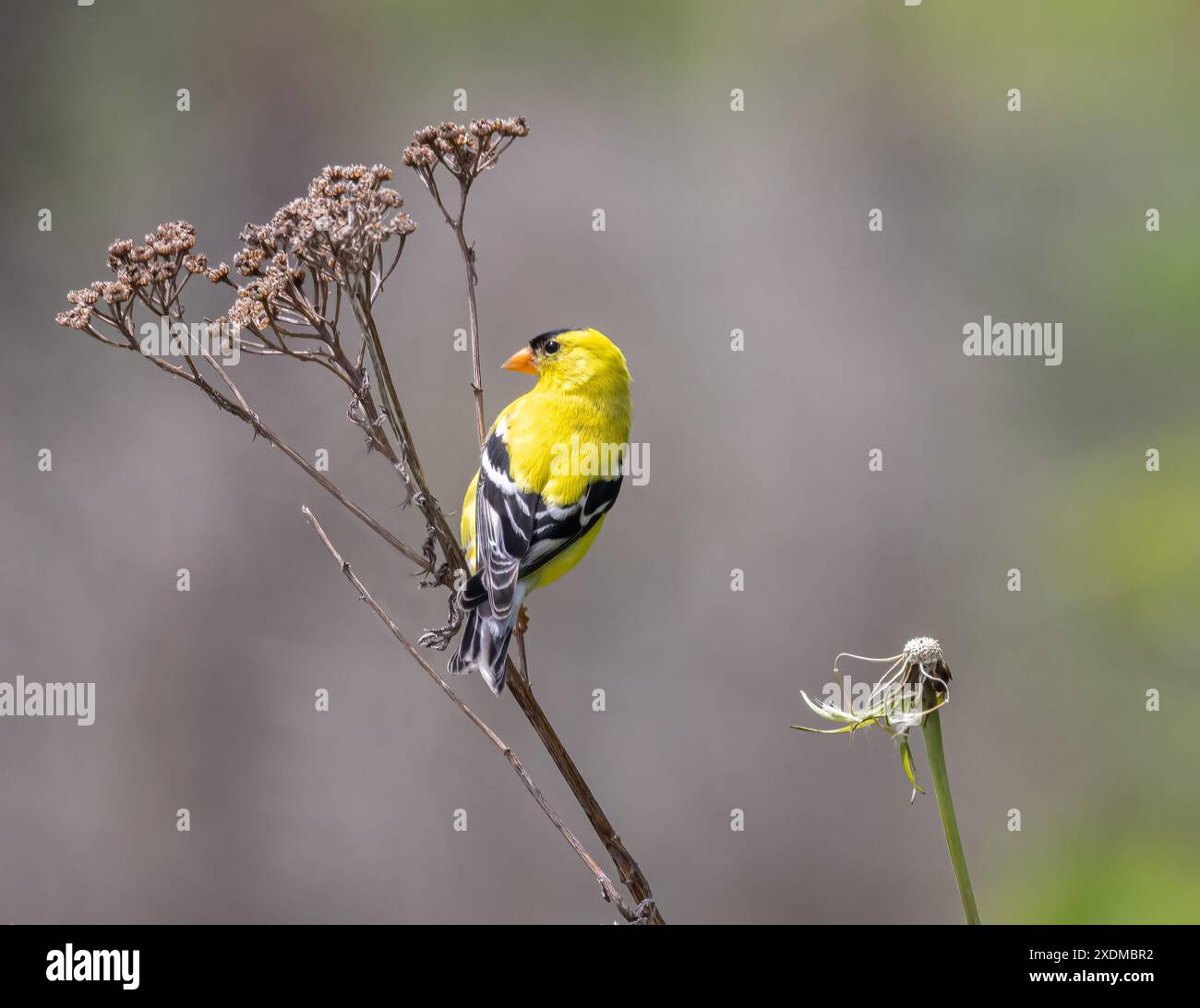 Spring finch hi-res stock photography and images - Alamy