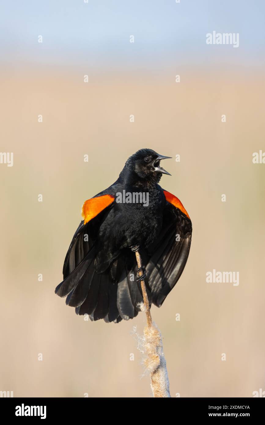 Large male Red-winged Blackbird spreading wings and calling from a ...