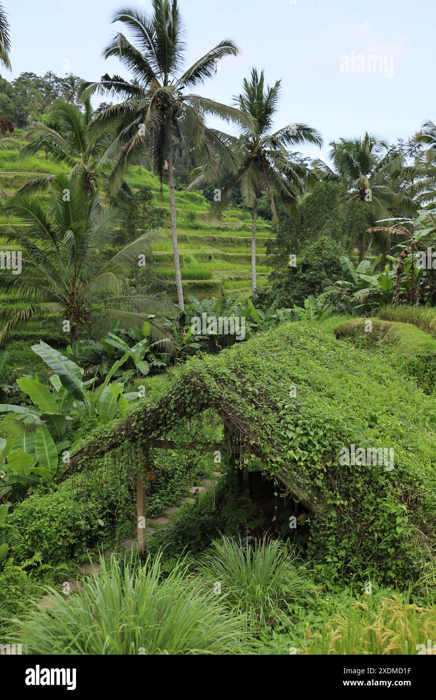 Indonesian trekking hi-res stock photography and images - Alamy