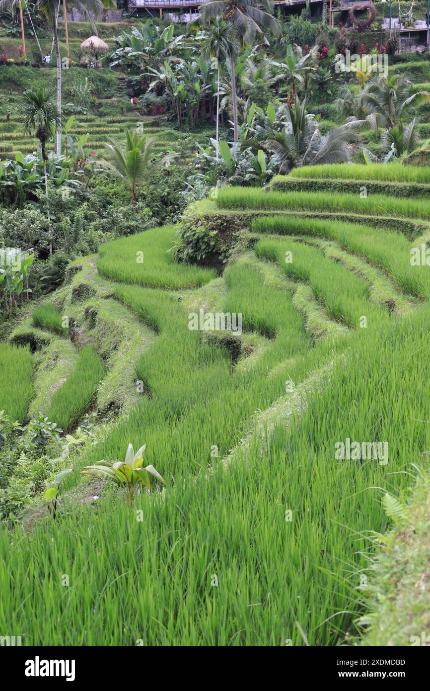 Indonesian trekking hi-res stock photography and images - Alamy