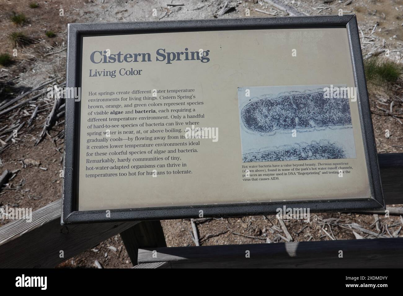 Cistern hot springs in the Norris Geyser Basin,Yellowstone national ...
