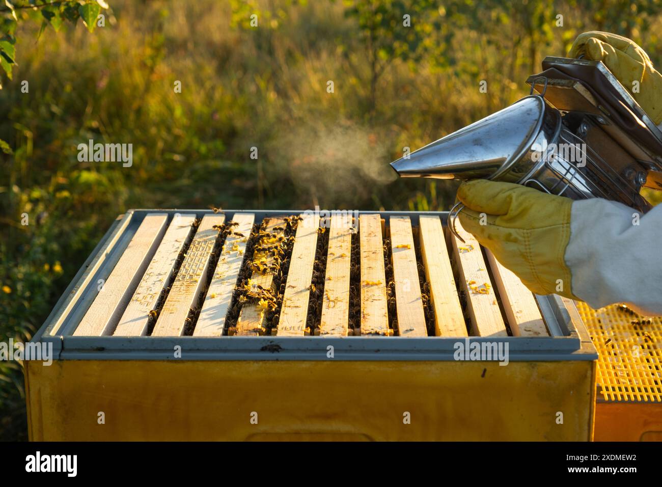 The bee cigarette lighter on the hive fumigates bees with smoke Stock ...
