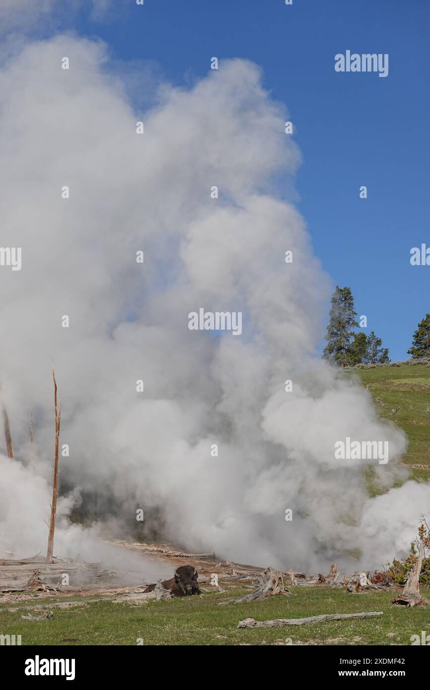 Buffalo Bison lying down and resting in the warmth from the geysers at ...