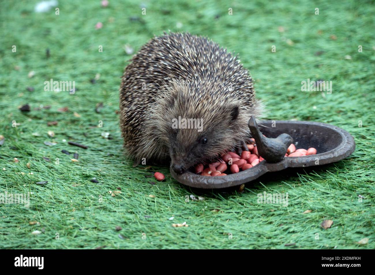 UK Hedgehog eating Red Skinned Peanuts in a Garden Stock Photo - Alamy