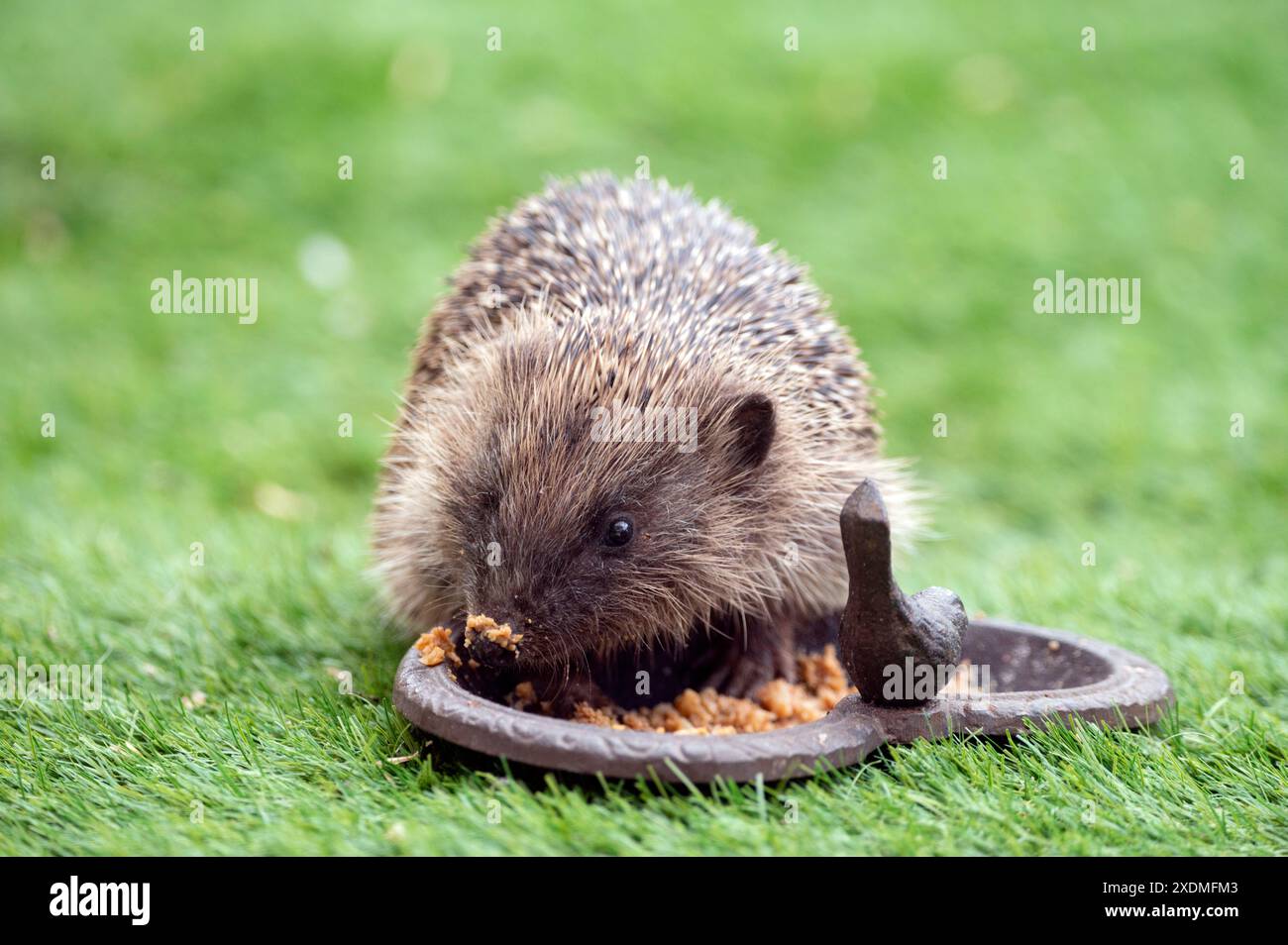 A hedgehog eating vegan dog food in the garden in the daytime, with ...