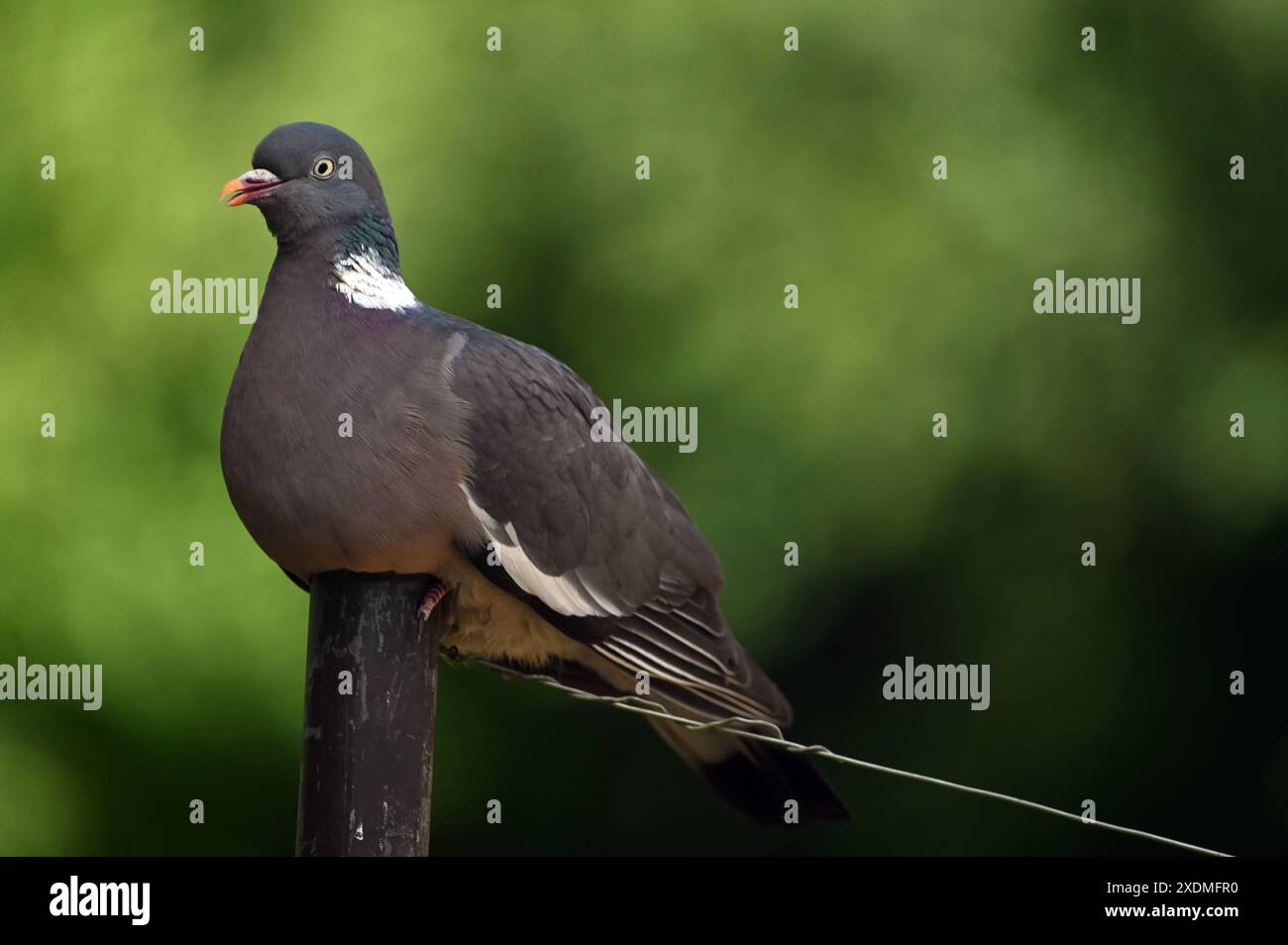 British garden birds blue hi-res stock photography and images - Alamy