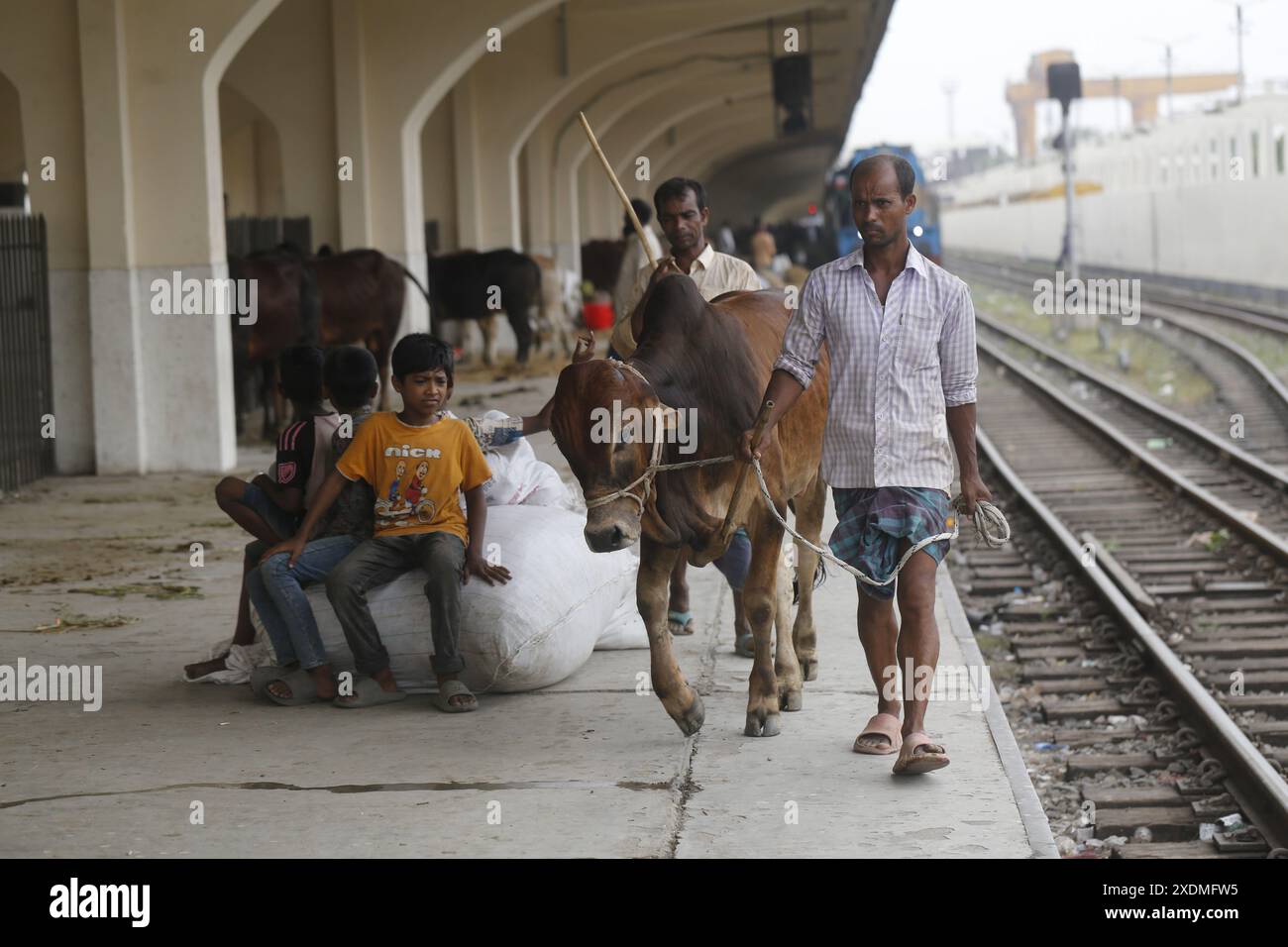 Bangladesh cow market hi-res stock photography and images - Alamy