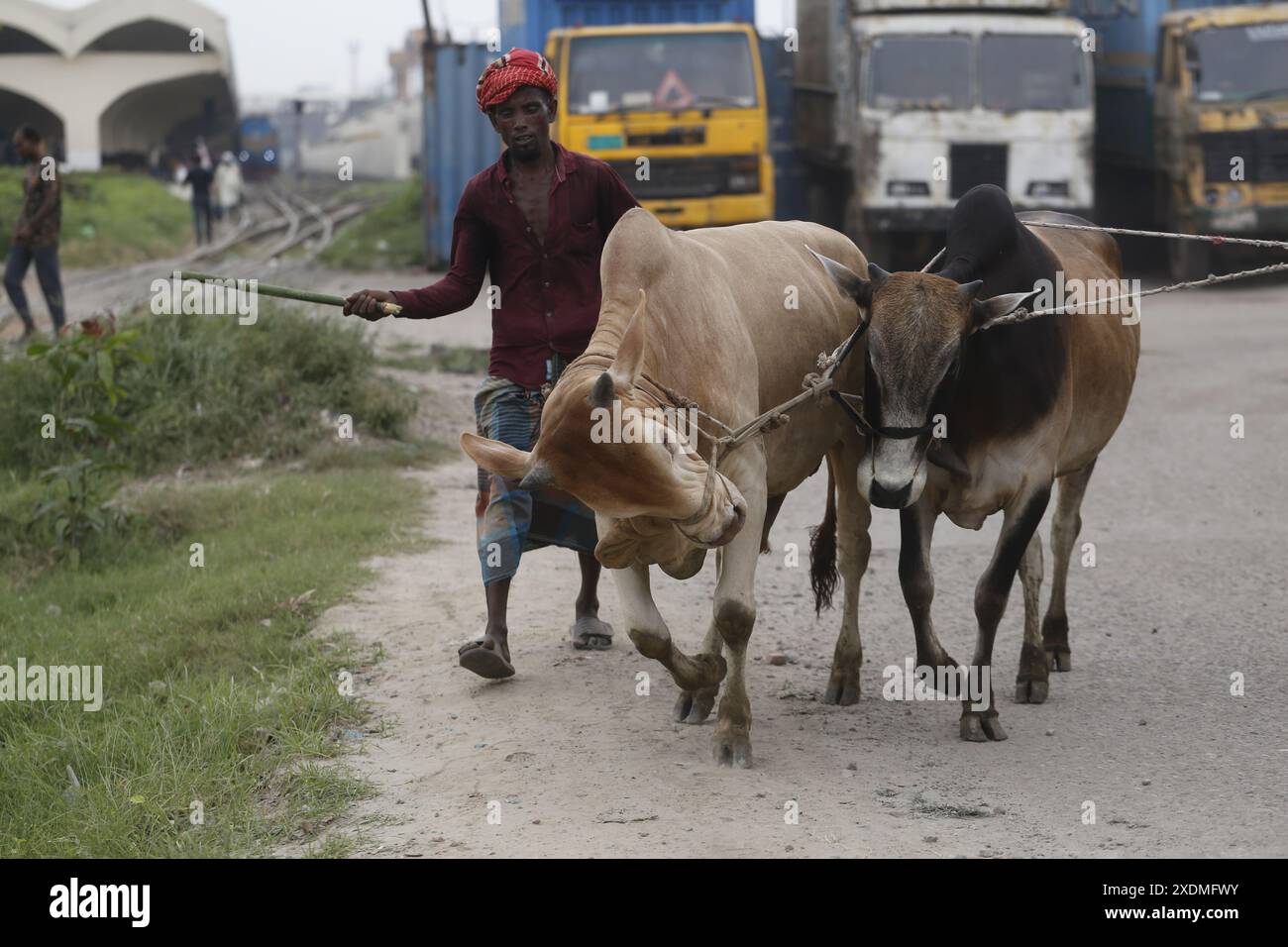 Traders are leading sacrificial livestock at a railway station to sell at a cattle market ahead ...
