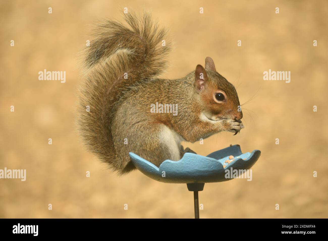 Brown Squirrel on a Ceramic Blue Flower Bird Feeder, UK Stock Photo - Alamy